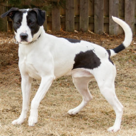 Buddies | The Buddy Foundation